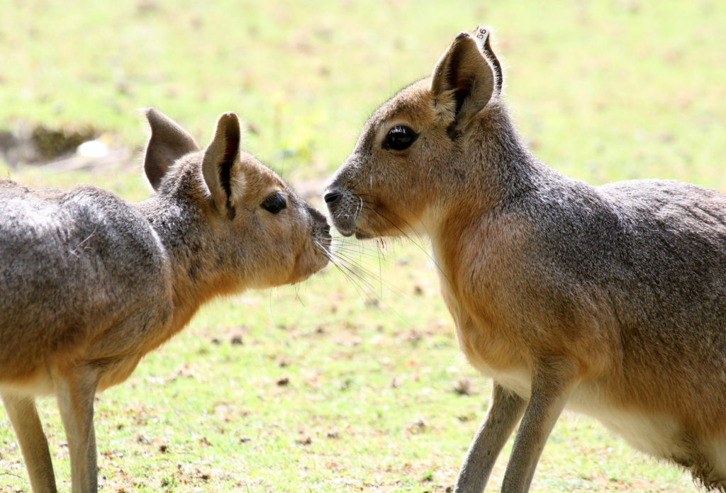 1986: Mara oder Pampashasen – Tierparkfreunde Aachen e.V.