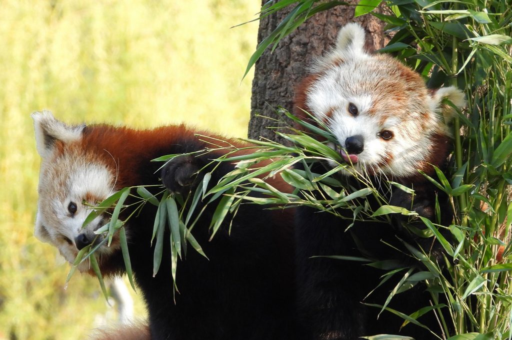 2017/2018: Die roten Pandas – Tierparkfreunde Aachen e.V.